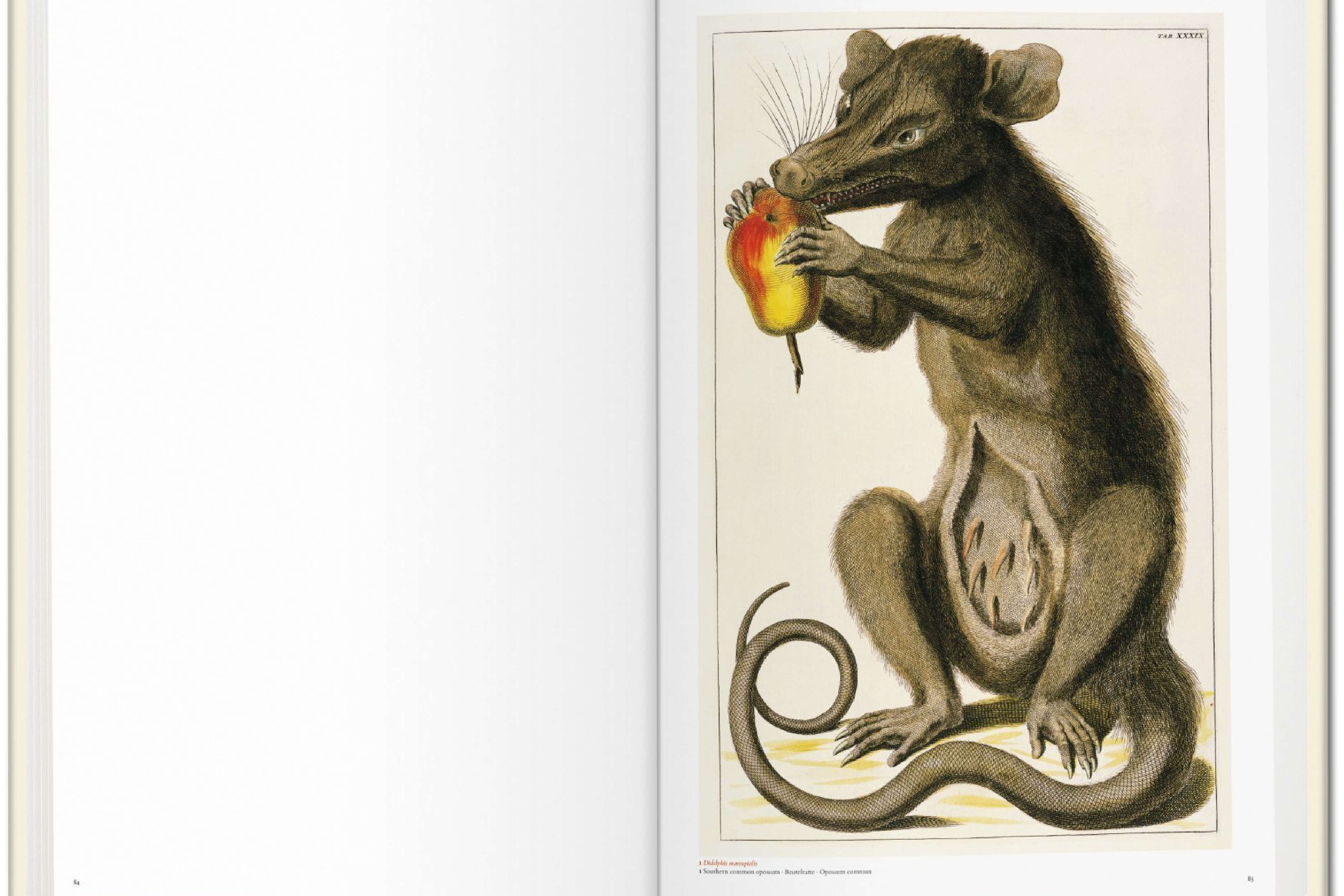 TASCHEN Seba. Cabinet of Natural Curiosities Book – Wynn at Home